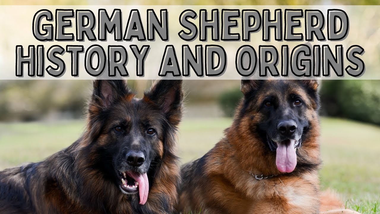 The History and Origins of the German Shepherd Breed - YouTube