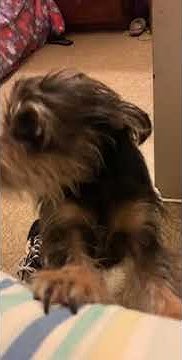 Crackhead dog - YouTube