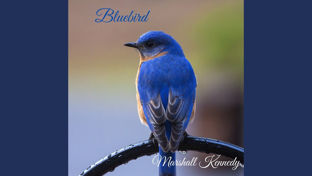 Bluebird - YouTube
