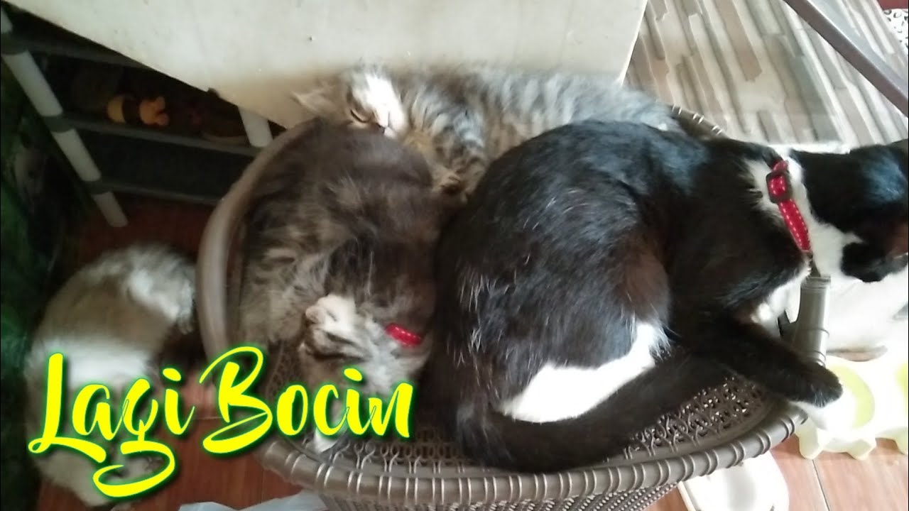 CURHAT TENTANG KUCING KESAYANGAN - YouTube