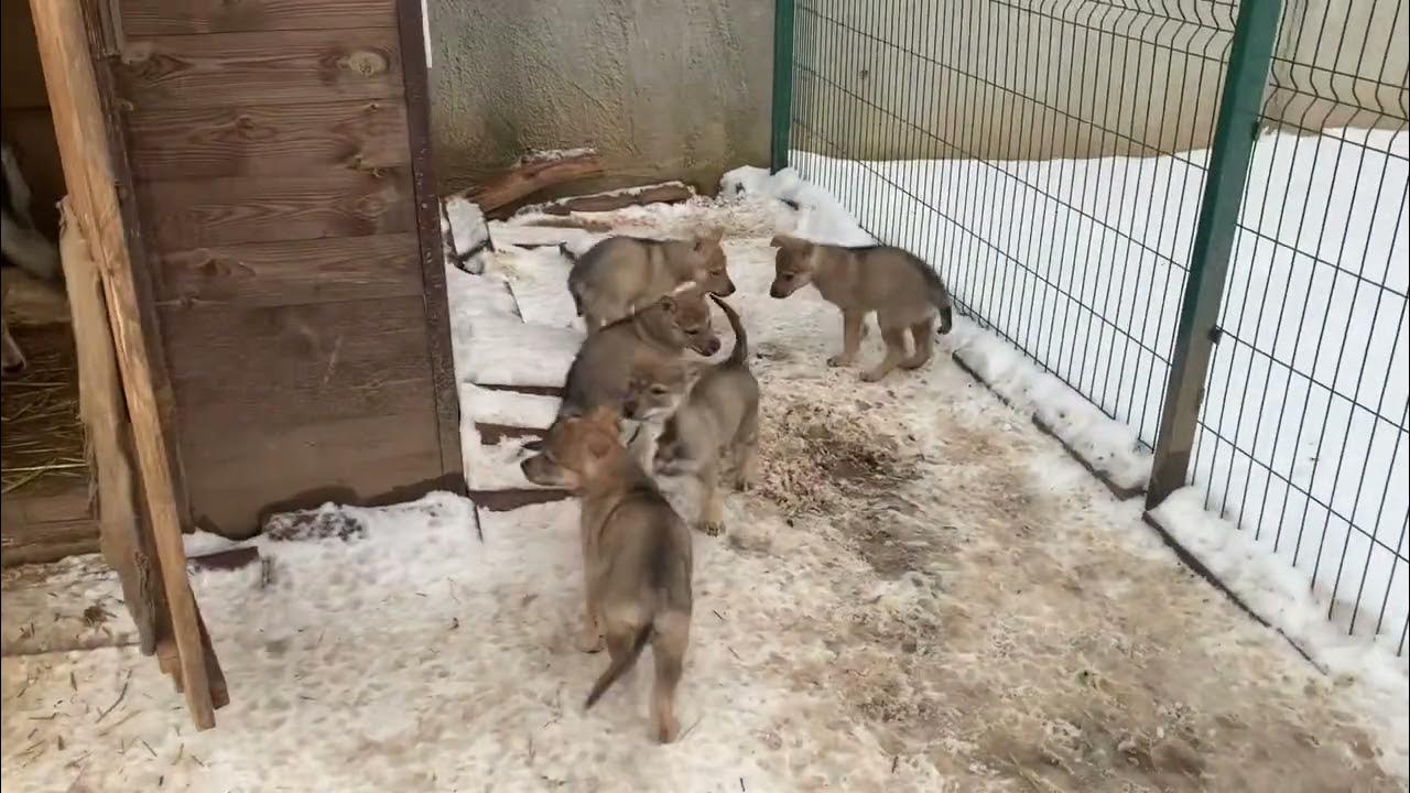 Чехословацкий влчак - YouTube