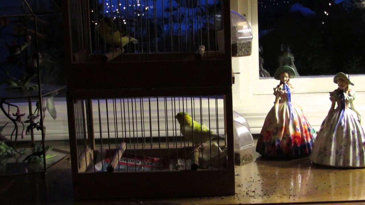 German Roller Canaries - YouTube