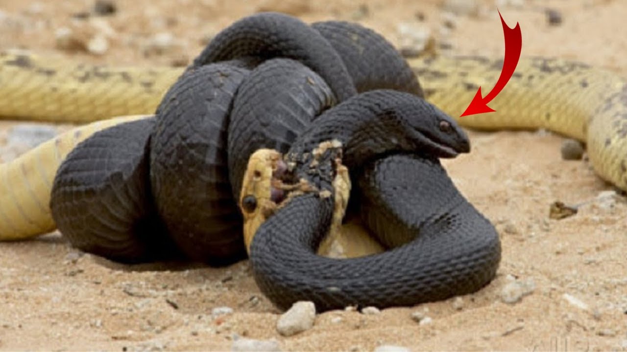 11 COBRAS MAIS VENENOSAS DO MUNDO , AS MAIS LETAIS DO MUNDO HOJE - YouTube