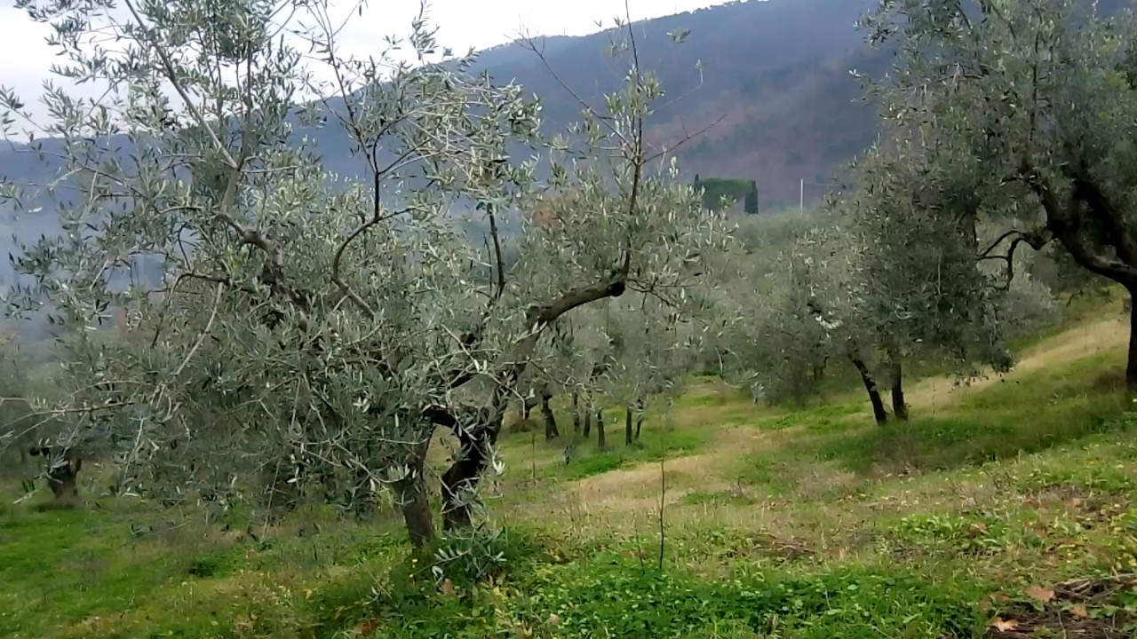 Podere Midolla(12) - YouTube