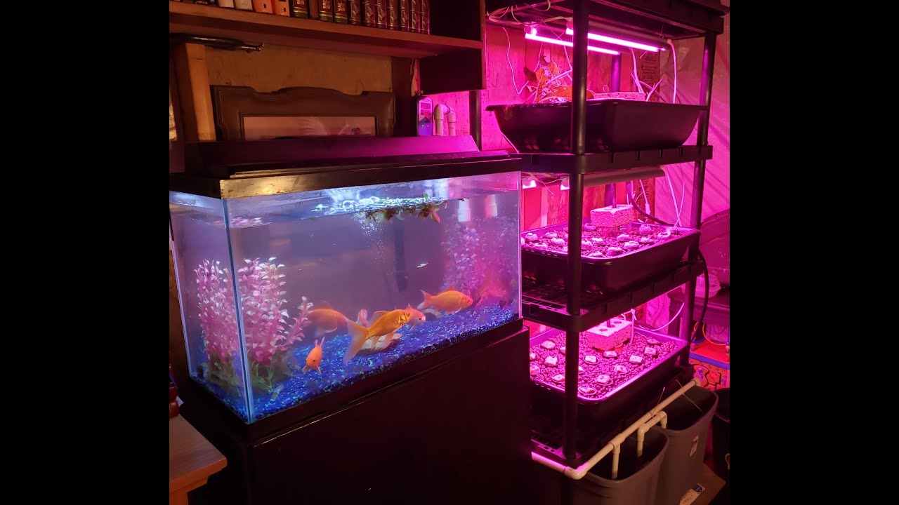 Growing A Lot Of Food With An Indoor Fish Tank Aquaponics System - How ...
