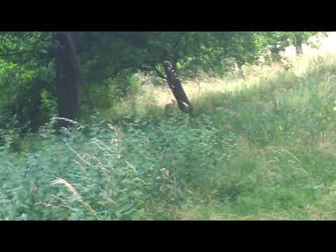 WP 20230627 004 roe dear fawn 2 Umgebung Erbach / Michelstadt Odenwald - Hessen - Deutschland