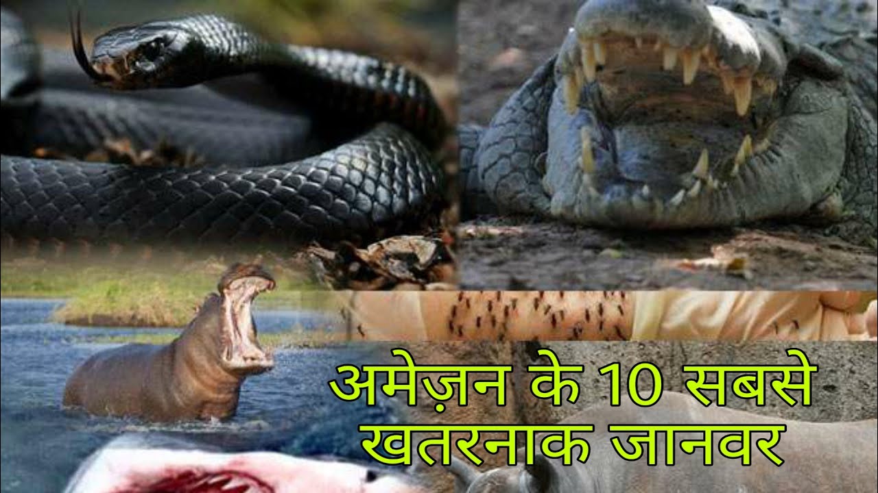 TOP 10 MOST DANGEROUS ANIMALS IN THE WORLD | DEADLIEST ANIMAL IN AMAZON ...