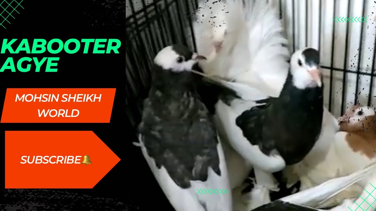 Fancy kabooter agye😍 | Mohsin Sheikh World - YouTube