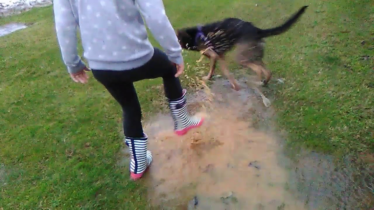 Puddle Jumping with the Dogs - YouTube