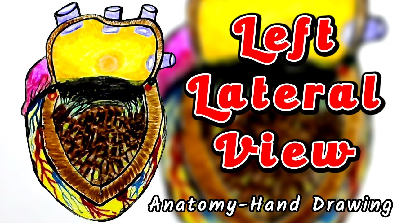 Left Lateral View Of Human Heart | Anatomy - YouTube