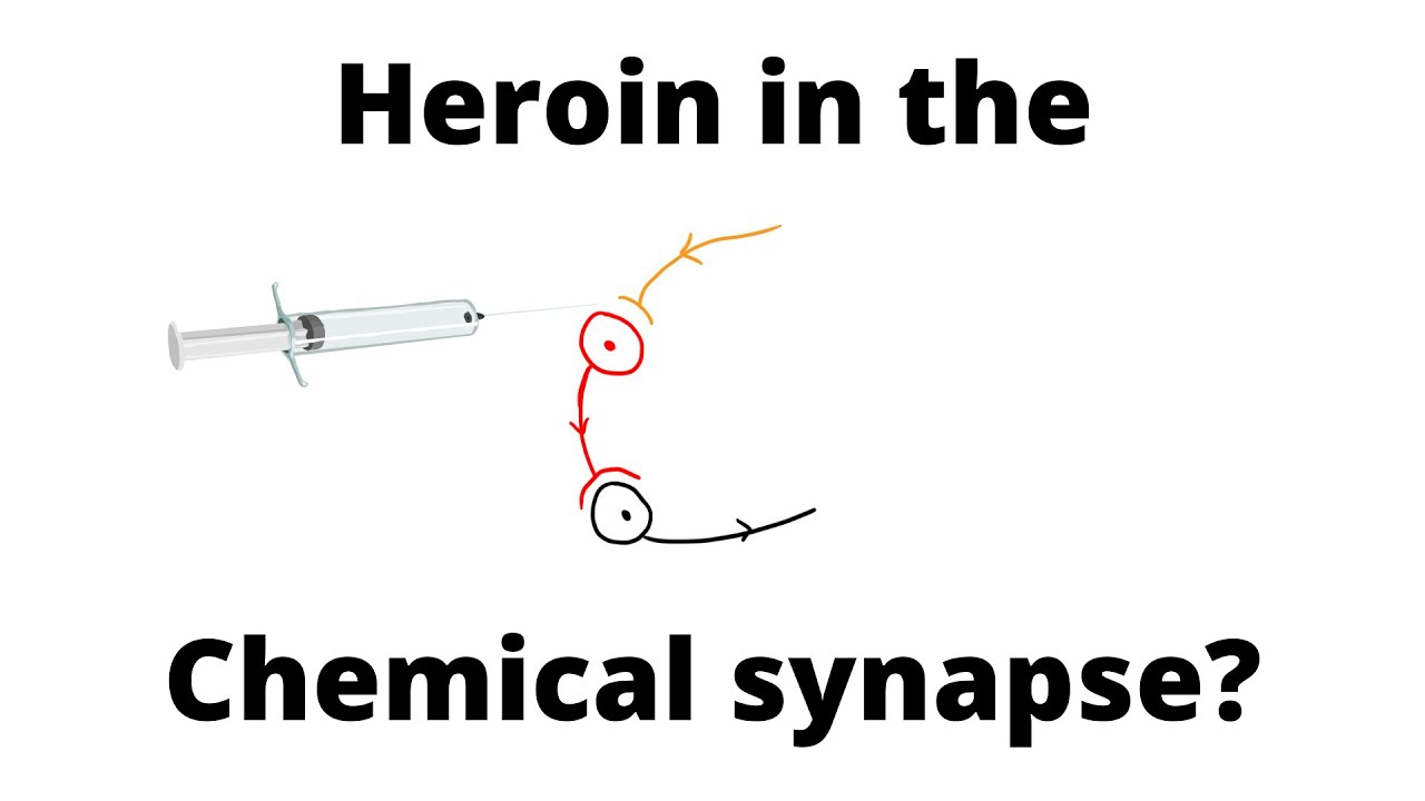 Heroin and Synapse | Biology IGCSE NERVOUS SYSTEM - YouTube