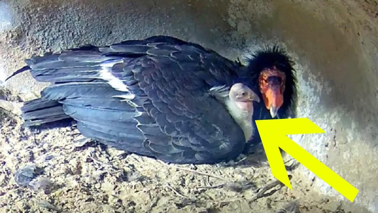 Man Raises Condor Later, This Bird Returns And Show Its True Strength ...