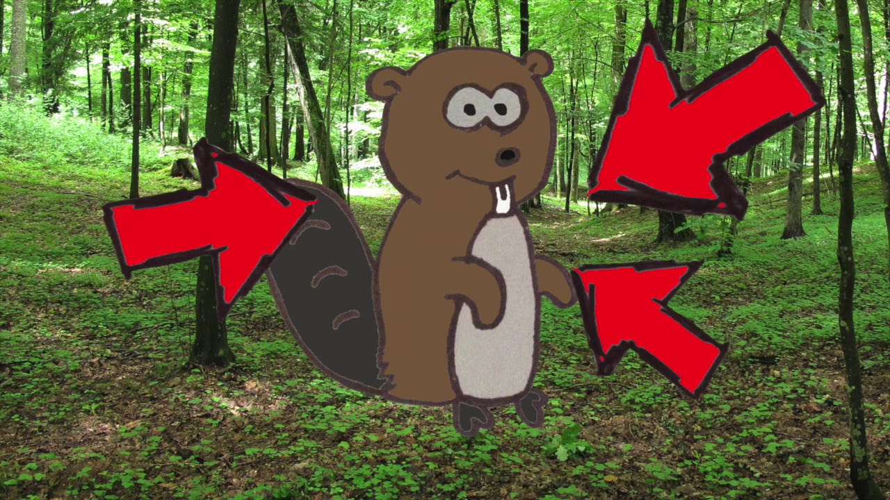 THE CREATURE TEACHER SHOW - EPISODE 2: BEAVERS - YouTube