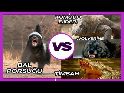 Bal Porsuğu vs Komodo Ejderi, Timsah, Wolverine | Bal Porsuğu Belgeseli Türkçe #BalPorsuğu