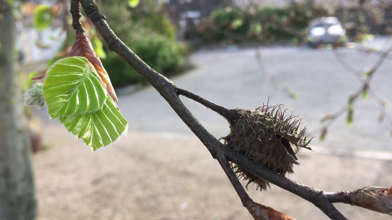 Common Beech (Fagus sylvatica) - old mast - April 2018 - YouTube