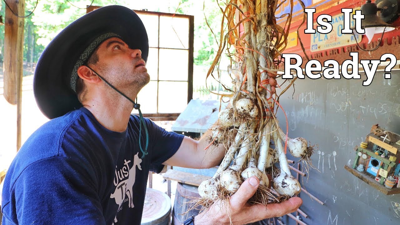 Harvesting Garlic & Curing Garlic (GARLIC IS AWESOME) - YouTube