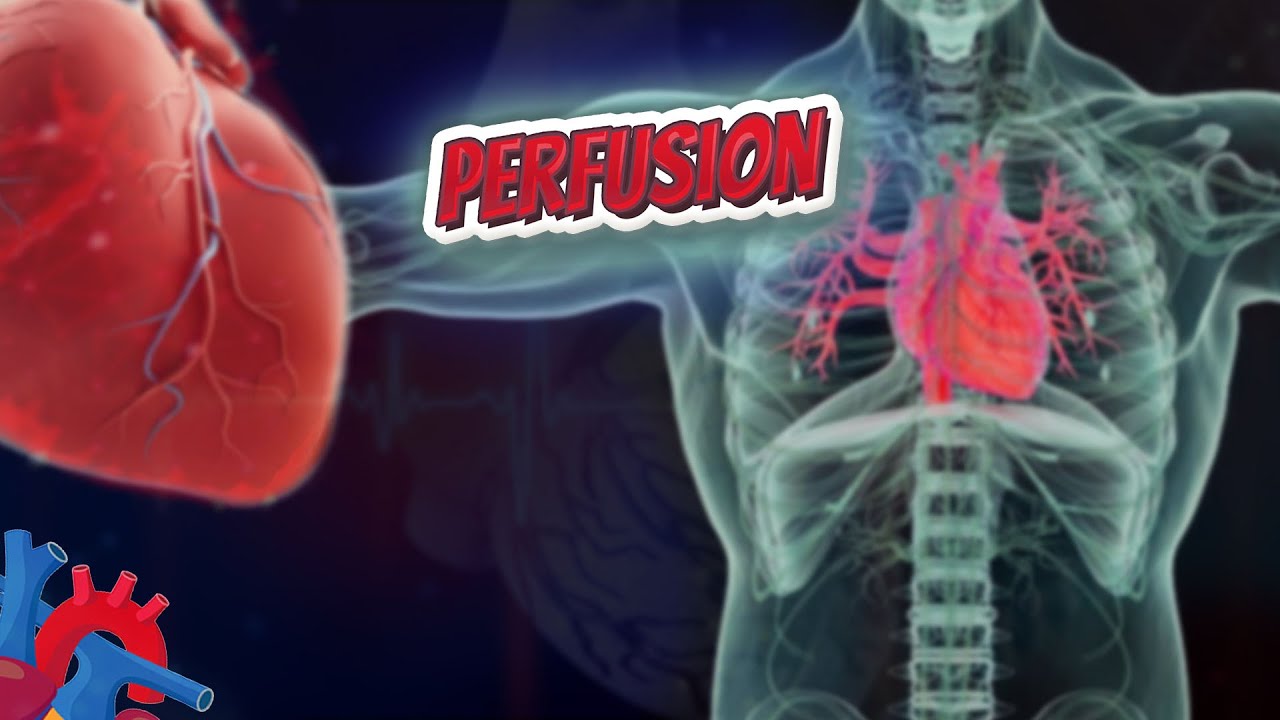 Myocardial perfusion imaging - Human Heart ️ and Cardiology ️🔊 - YouTube