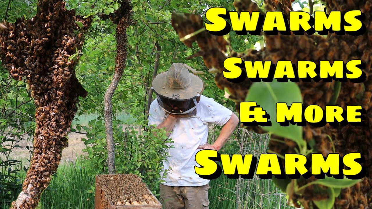 How to Box Up A Swarm Of Bees - YouTube