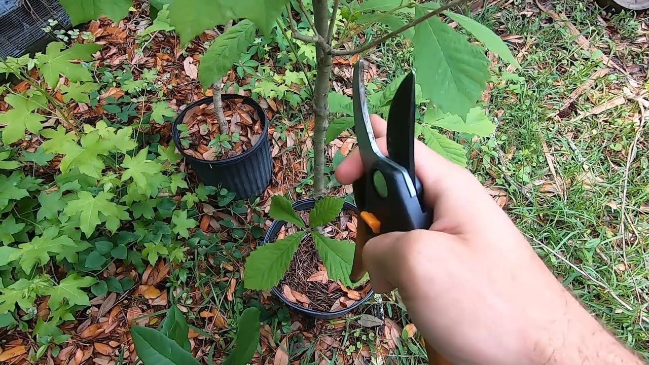 Pruning Basics - YouTube