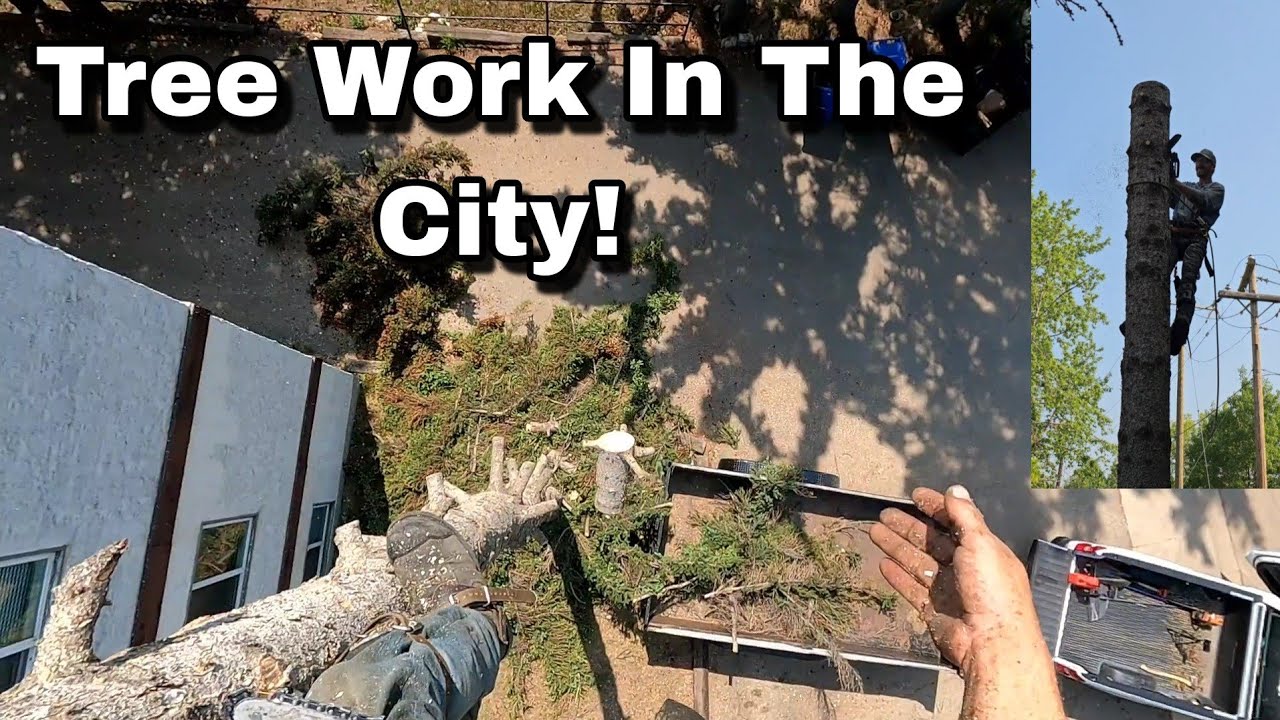 The Proper Way To Cut A Tree Down! - YouTube