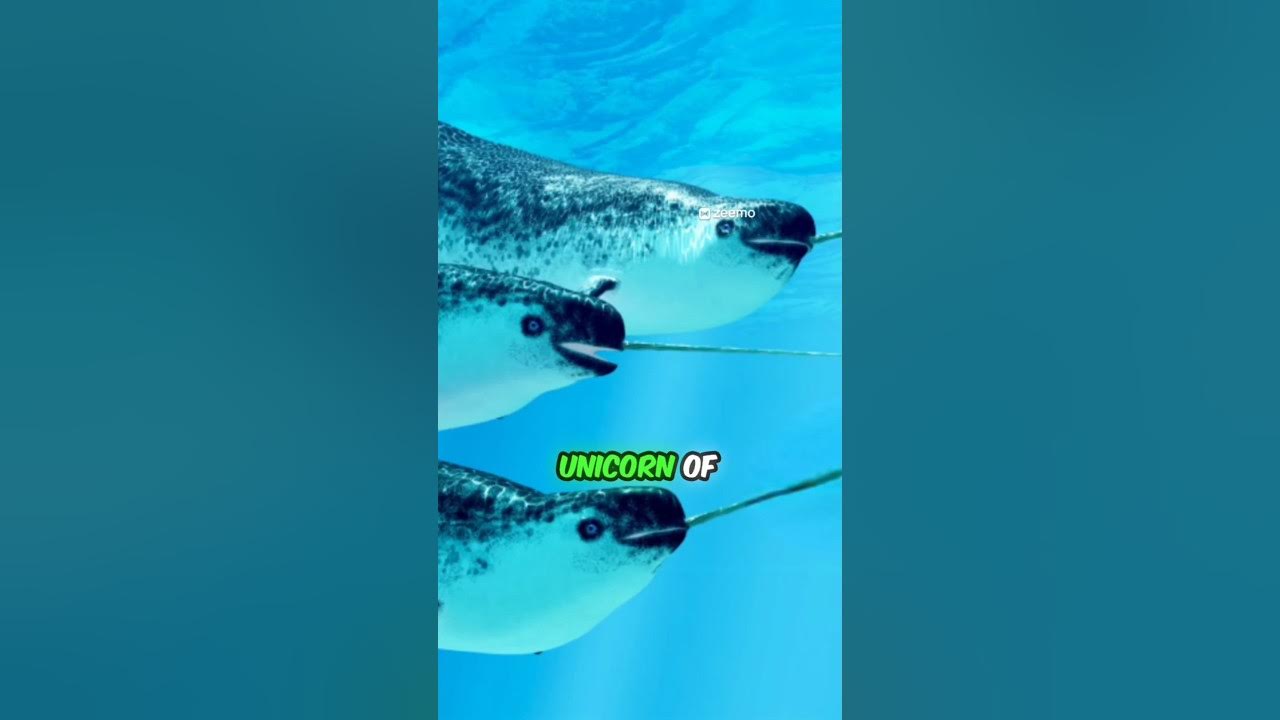"Narwhals The Real-Life Unicorns of the Sea 🦄🌊" - YouTube