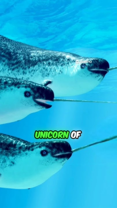 "Narwhals The Real-Life Unicorns of the Sea 🦄🌊" - YouTube