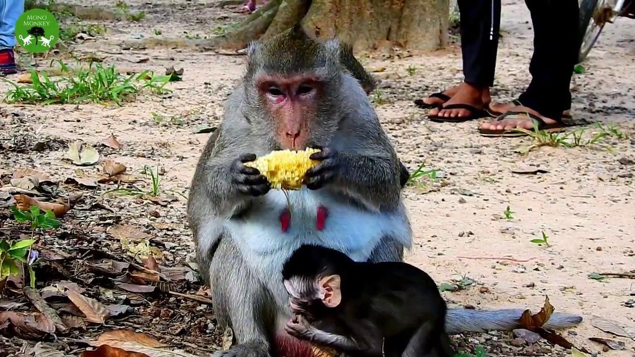 Very Bad Lucky Baby Monkey Falling Down ST1502 Mono Monkey - YouTube