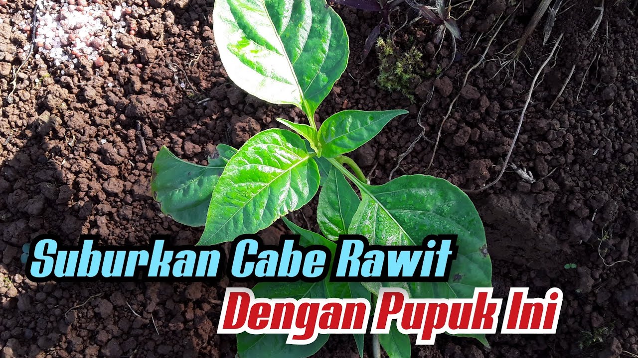 Cara Pemupukan Cabe Rawit Awal Tanam Agar Cepat Subur - YouTube