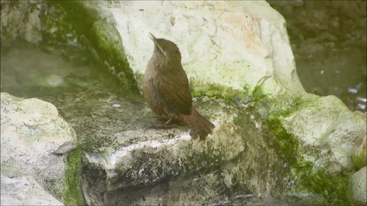 21st April 2018 Wren bathes in waterfall - YouTube