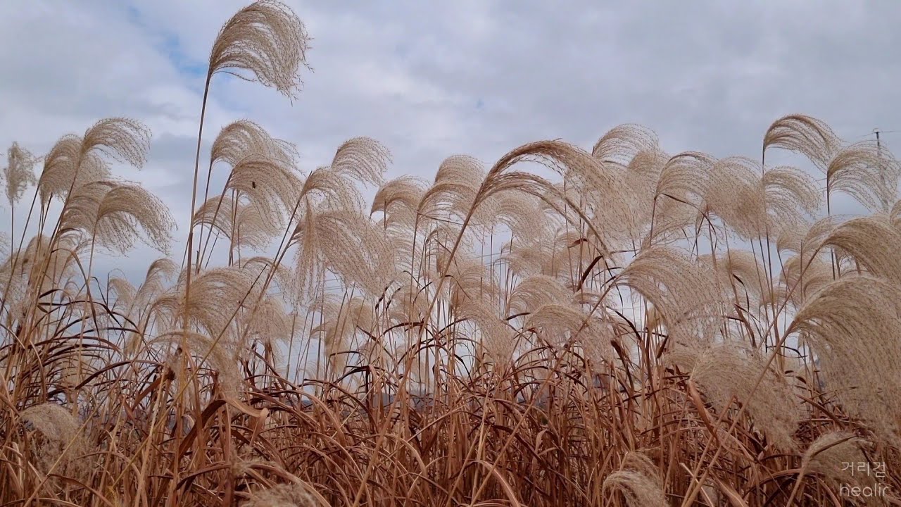 흐린날 바람에 흔들리는 억새풀 그리고 음악. silver grass & music. 힐링healing. 휴식relaxing. - YouTube