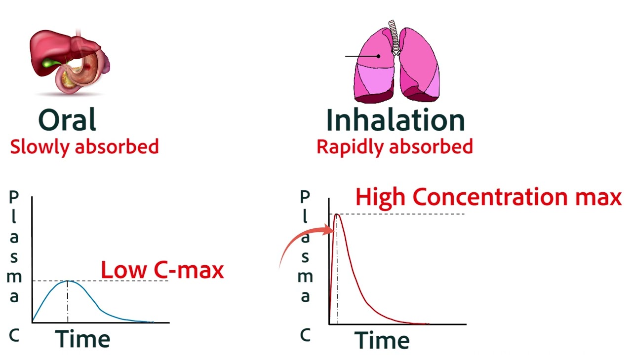 Absorption of Drugs Part 1 - YouTube
