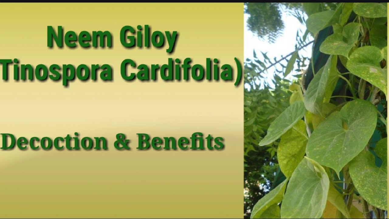 Neem Giloy Decoction & Benefits - YouTube
