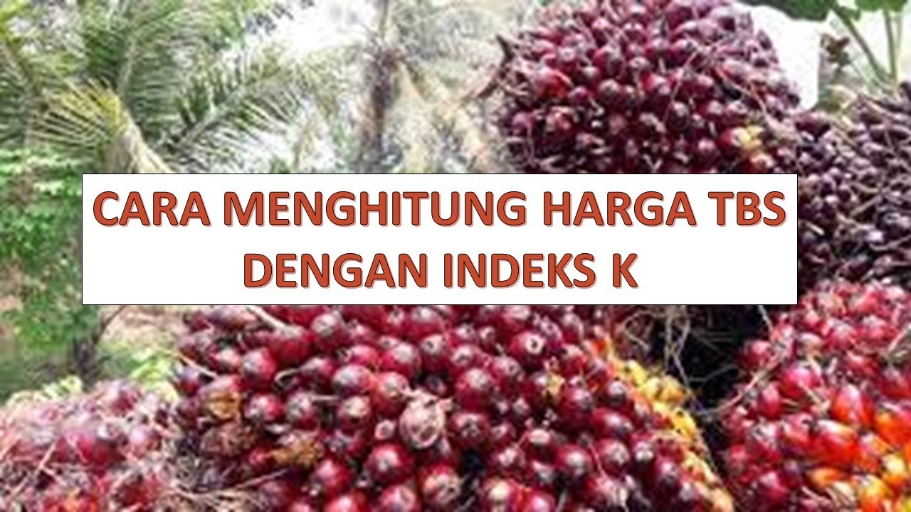 CARA MENGHITUNG HARGA TBS MENGGUNAKAN INDEKS K - YouTube