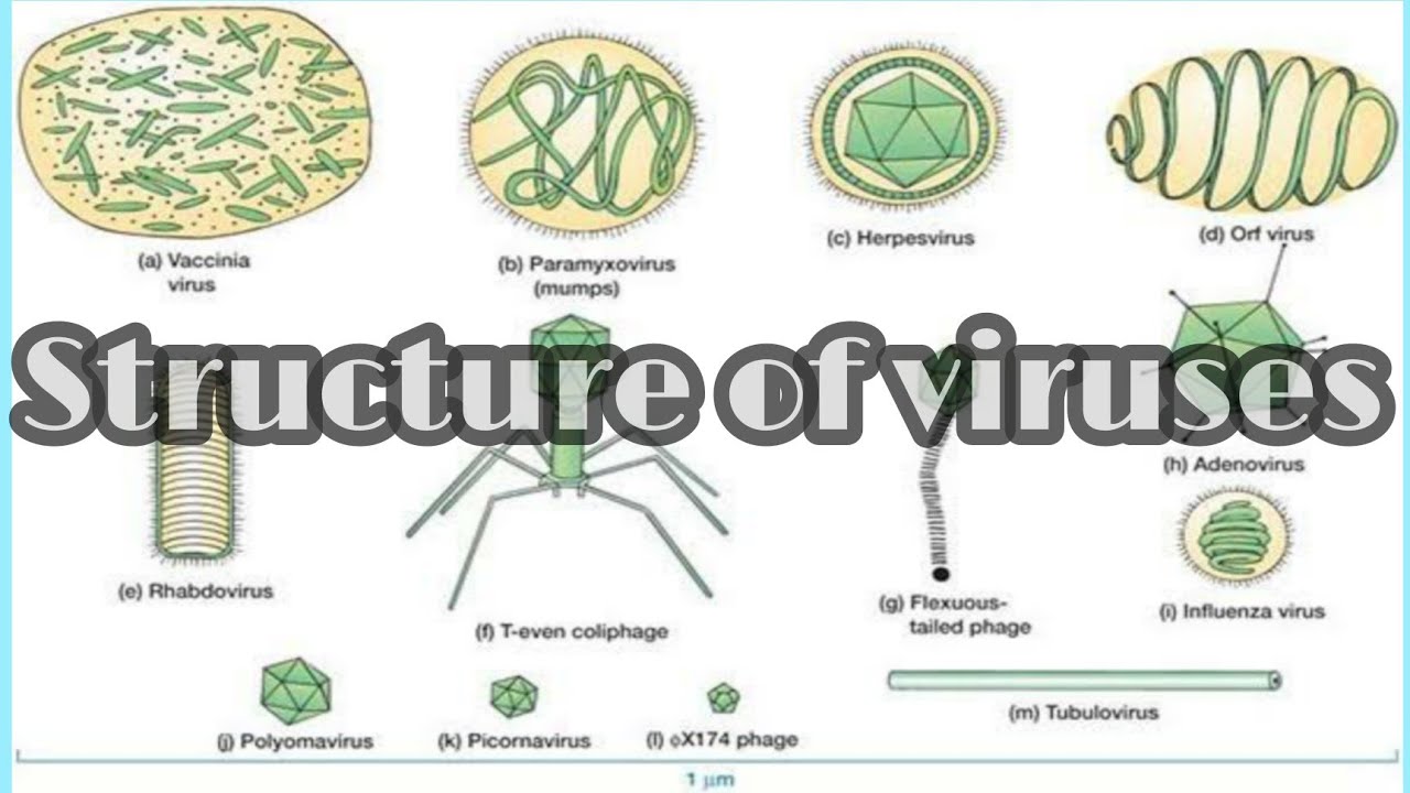 Structure of viruses (Virology lecture 2) - YouTube