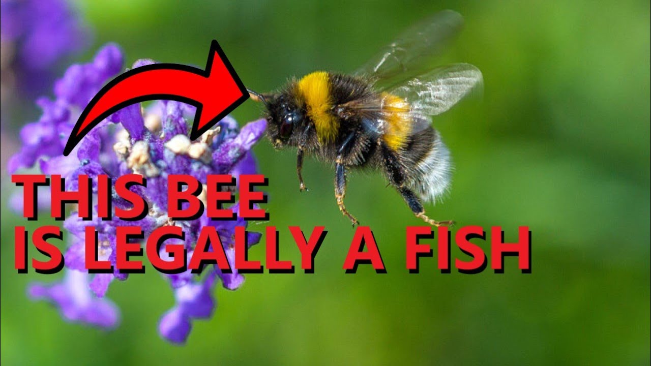 This Bee is Legally A Fish - YouTube