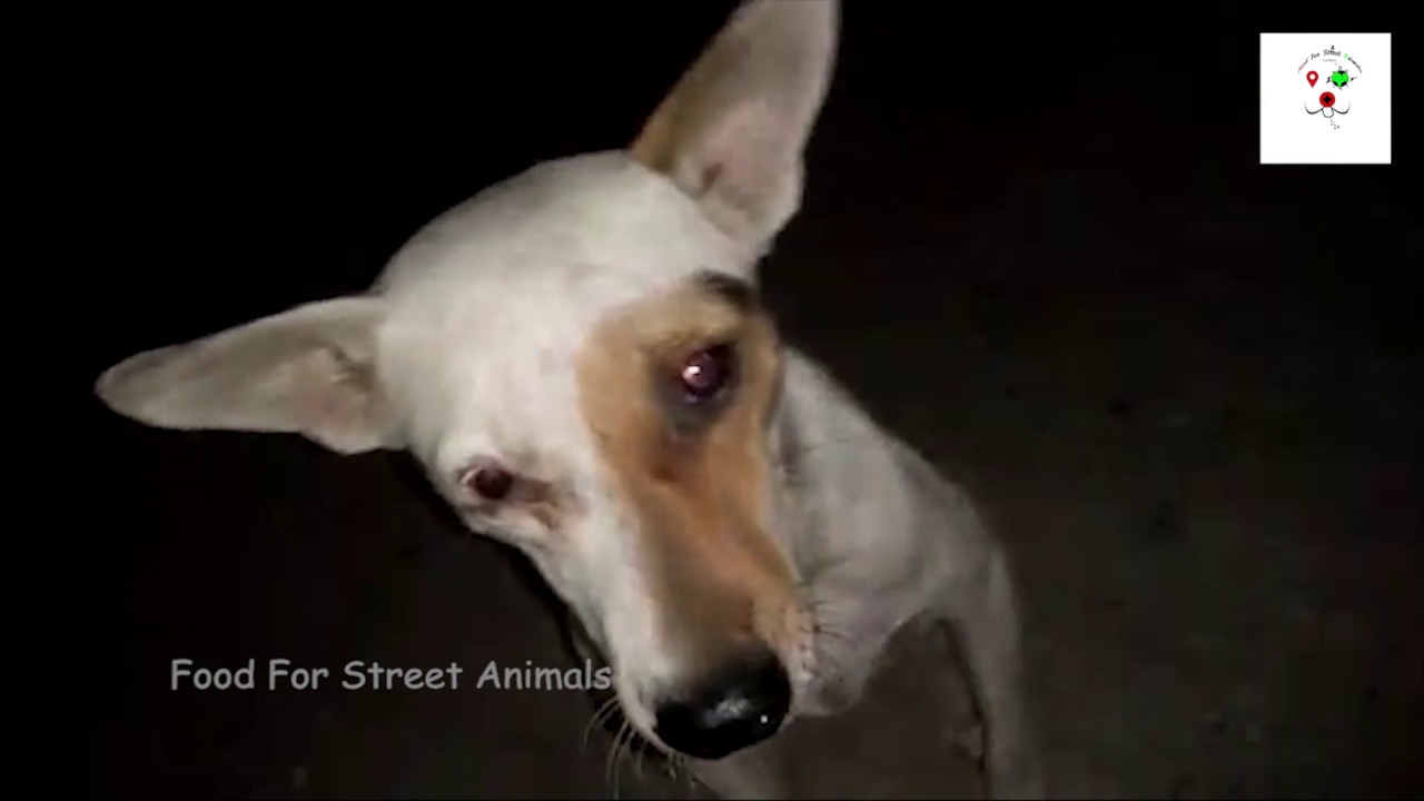 poor Dogs in poor city | Food for street animals - YouTube