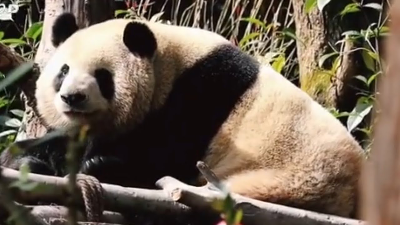 Do you Hear Chubby RouRou(MeiLan) is Sneezing! 😁 So Cute 🐼 (@Panda ...