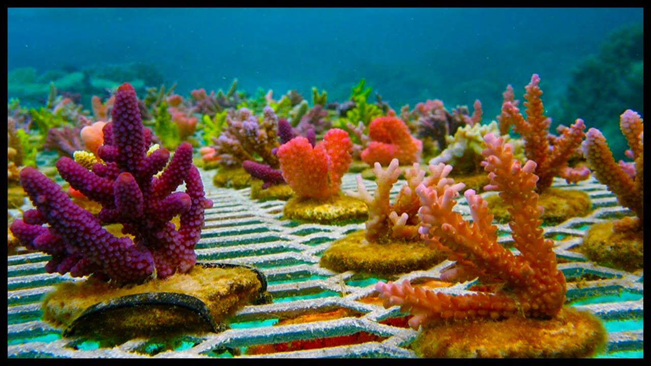 Amazing Coral Farming Technology in underwater | Coral Plantation ...