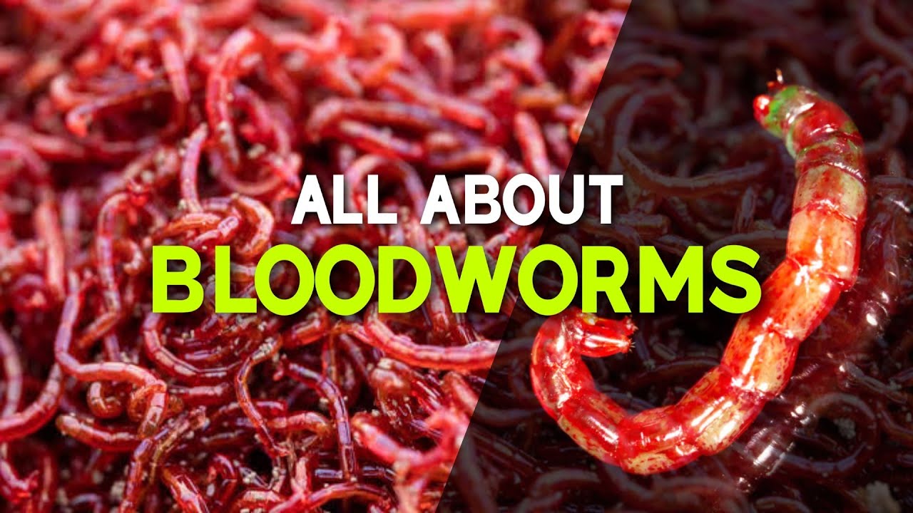 Bloodworm Harvesting | All About Bloodworms | English Subtitles ...