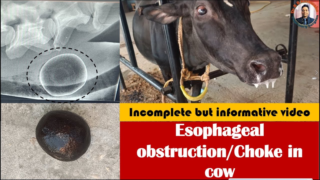 Esophageal obstruction in a cow by hair ball/esophageal choke in cow ...