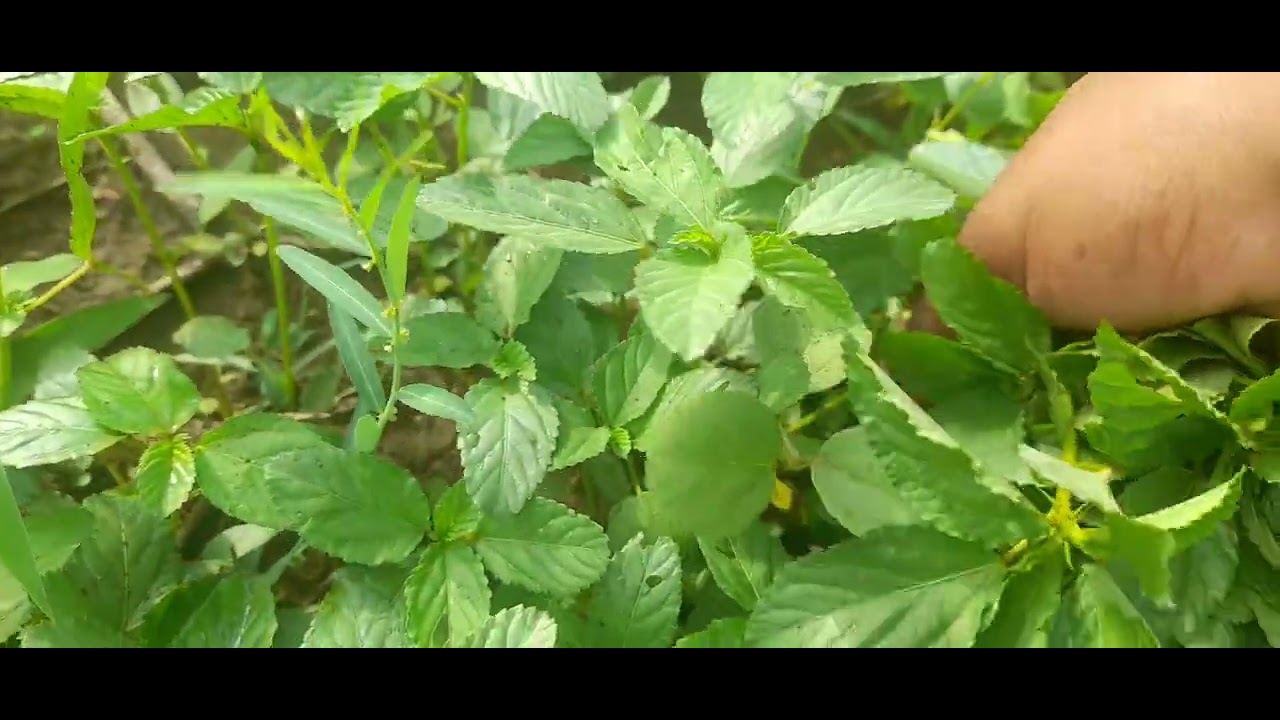 village lifestyle enjoy the giryama adventure of harvesting jute leaves ...