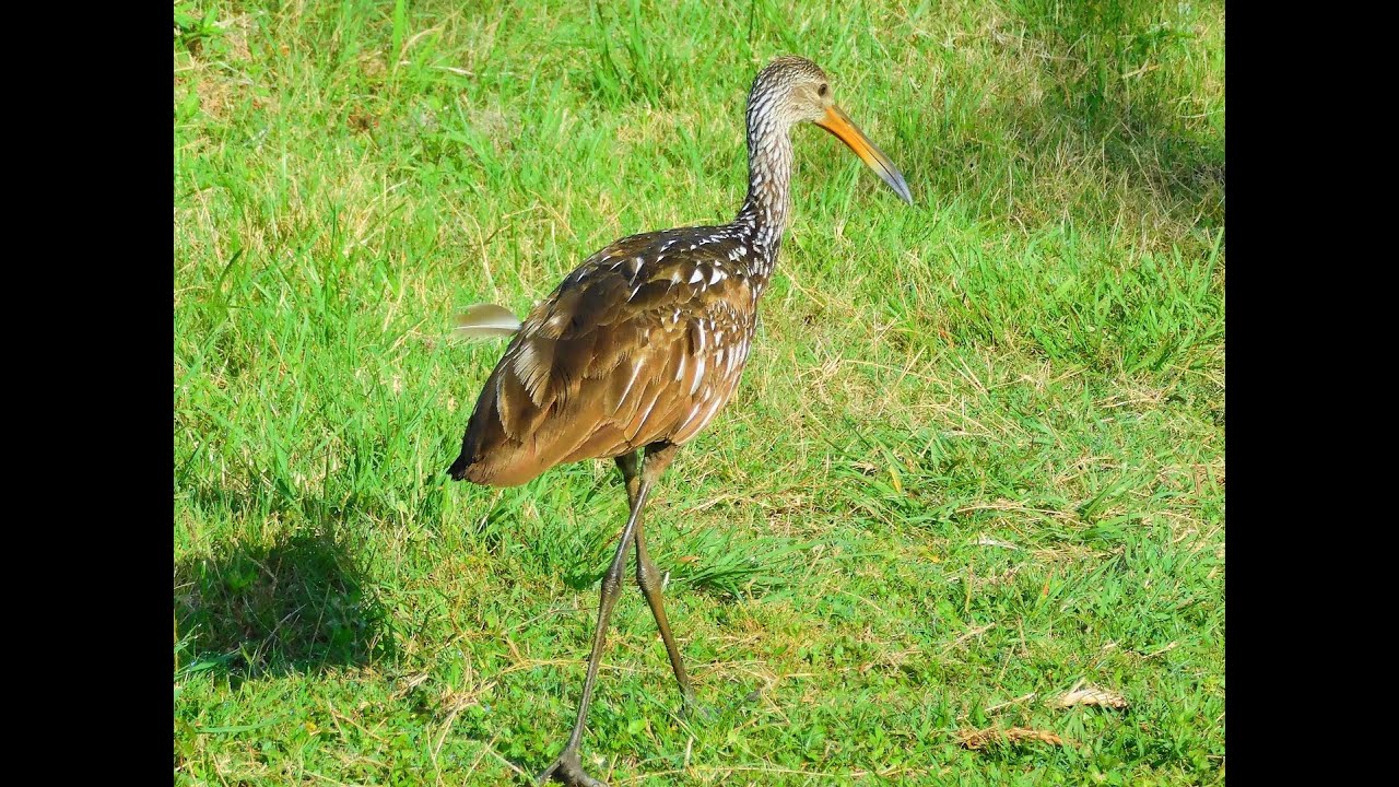 Taking a Morning Walk with a Limpkin Bird. Amazing, No music nature ...