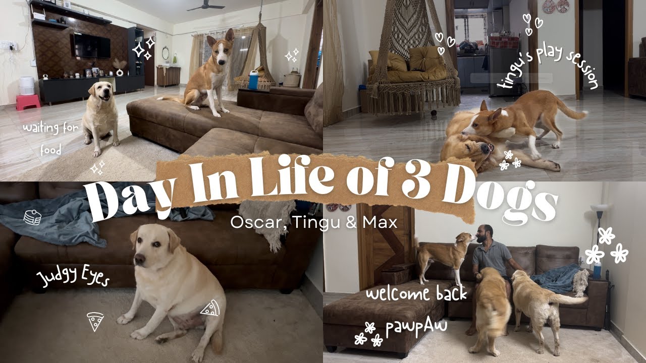 Day in a life of 3 dogs - vlog 1 - YouTube