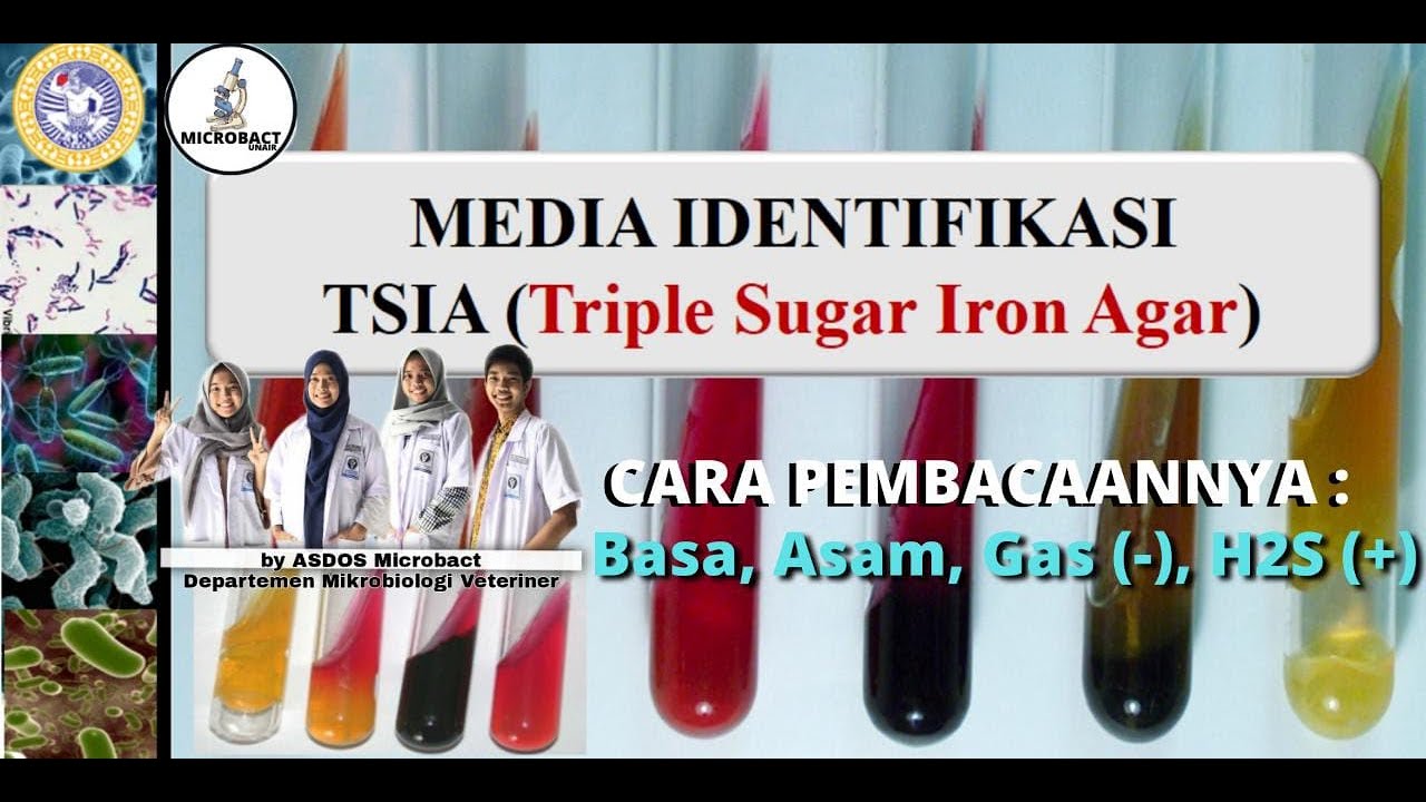TSIA (Triple Sugar Iron Agar), PENJELASAN & CARA BACA - YouTube