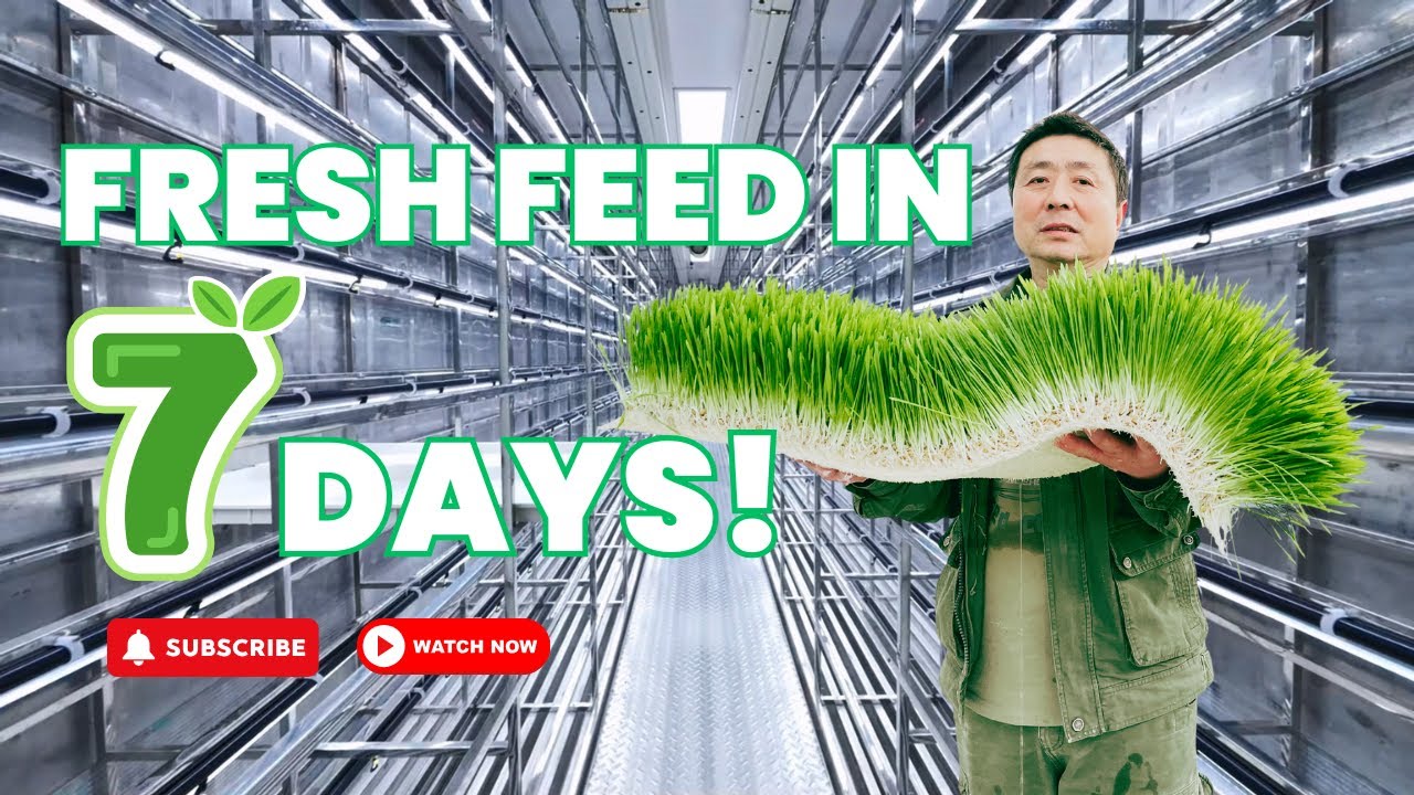 A Detailed Tour of the Lyine Hydroponic Fodder Container | Built for Quality & Automation - YouTube