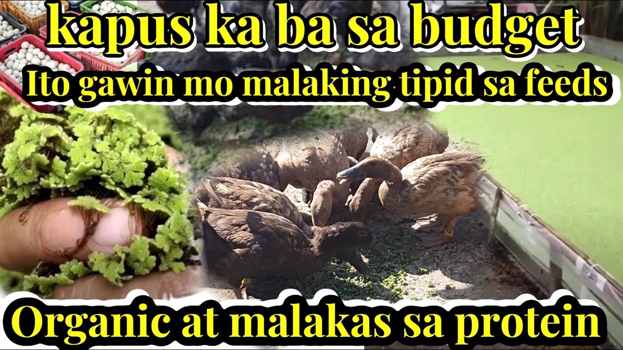 itik farm, Kapus ka ba sa budget ito ang gawin niyo para malaki ang ...