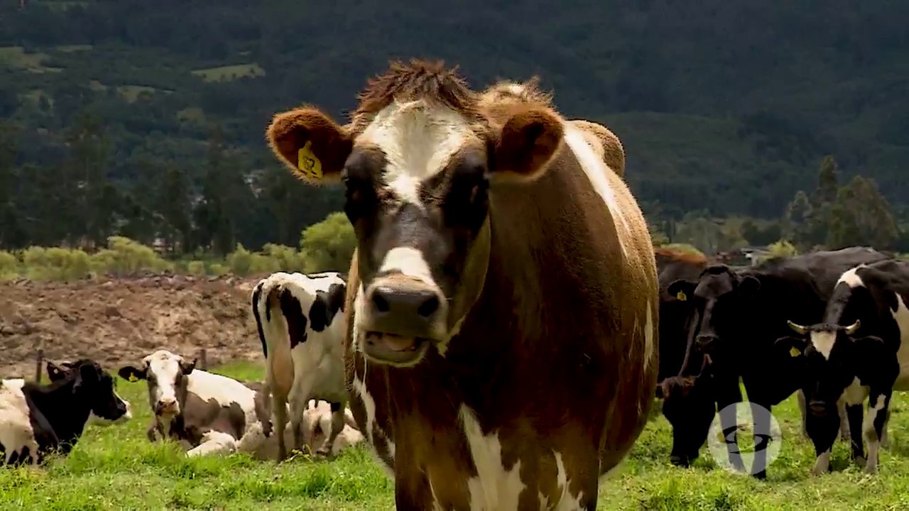 ¿Qué pasa cuándo se hace un mal secado de las vacas? - La Finca de Hoy ...