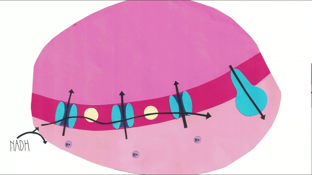 Oxidative Phosphorylation Animation - YouTube