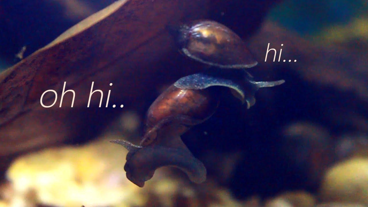 Pond snails meet for the first time and... - YouTube