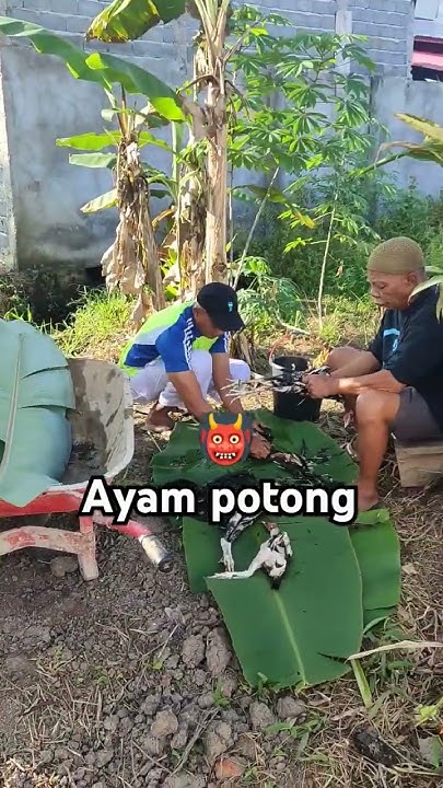 Ayam potong - YouTube